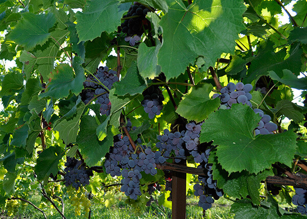Grapes Jupiter: variety description, photos, reviews