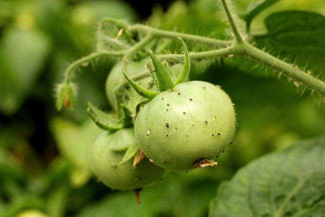 Black midges on tomatoes: how to fight during flowering